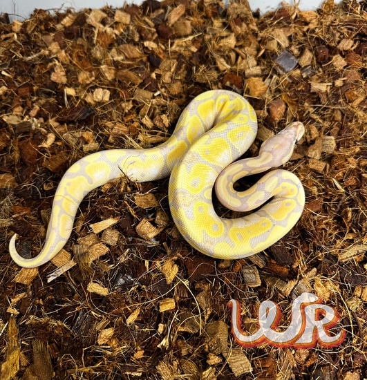 Banana Hypo Ball Python by Wages Reptiles