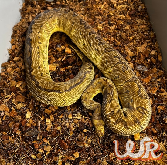 NO RESERVE - 0.1 RTB Pinstripe Clown Ball Python by Wages Reptiles