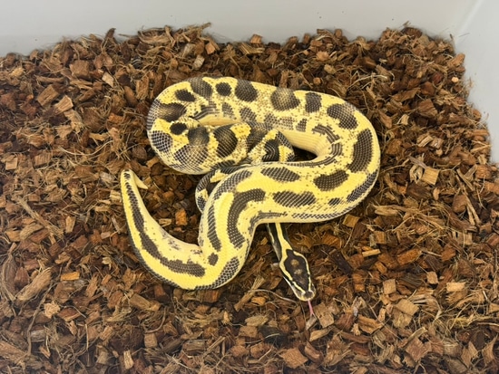 Orange Dream Leopard Freeway Ball Python by Wages Reptiles