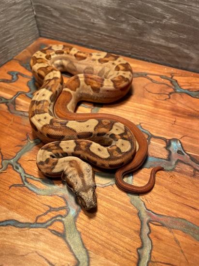 Hypo Motley Boa Constrictor by Rocky’s Ball Boas