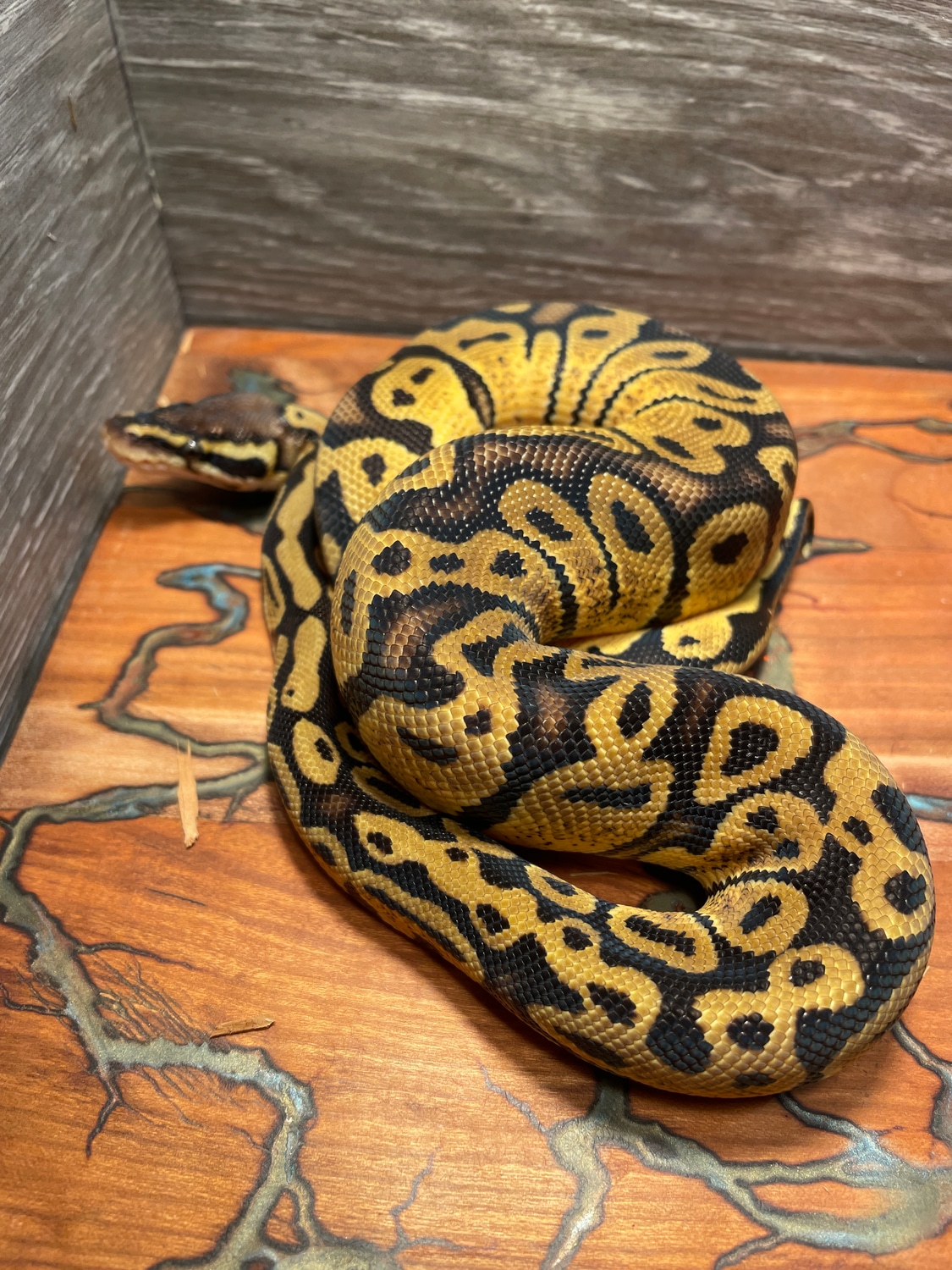 Pastel Het Hypo Ball Python by Rocky’s Ball Boas - MorphMarket