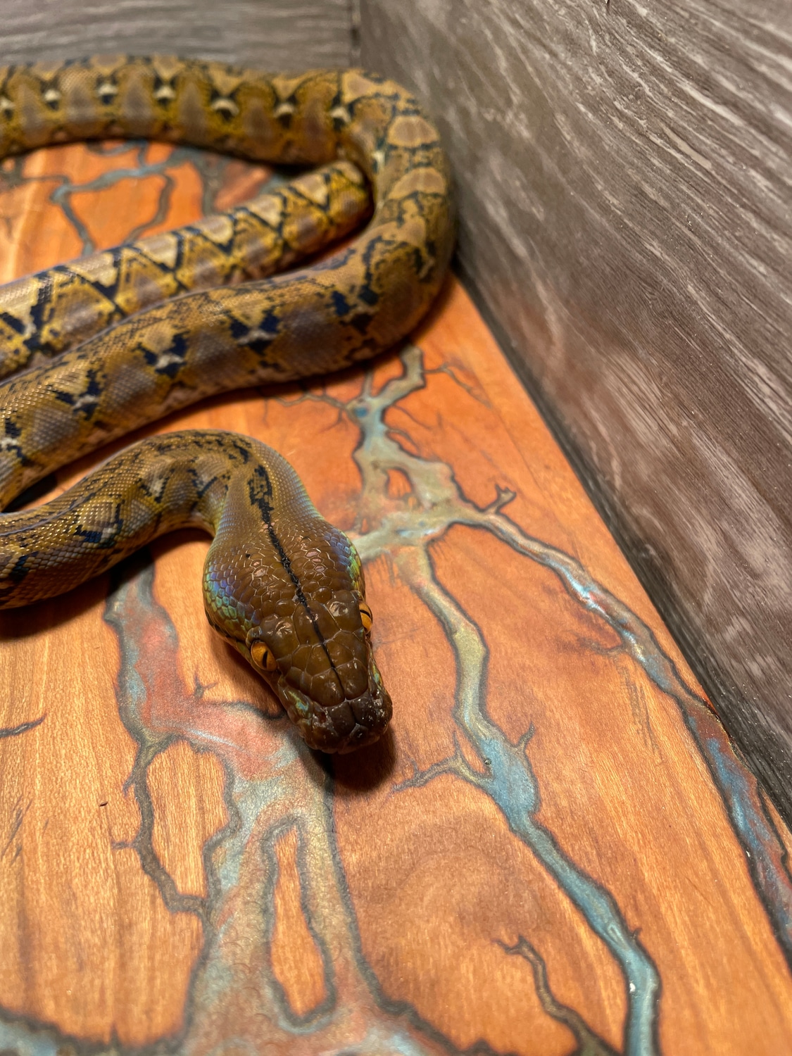 Normal Reticulated Python by Rocky’s Ball Boas - MorphMarket