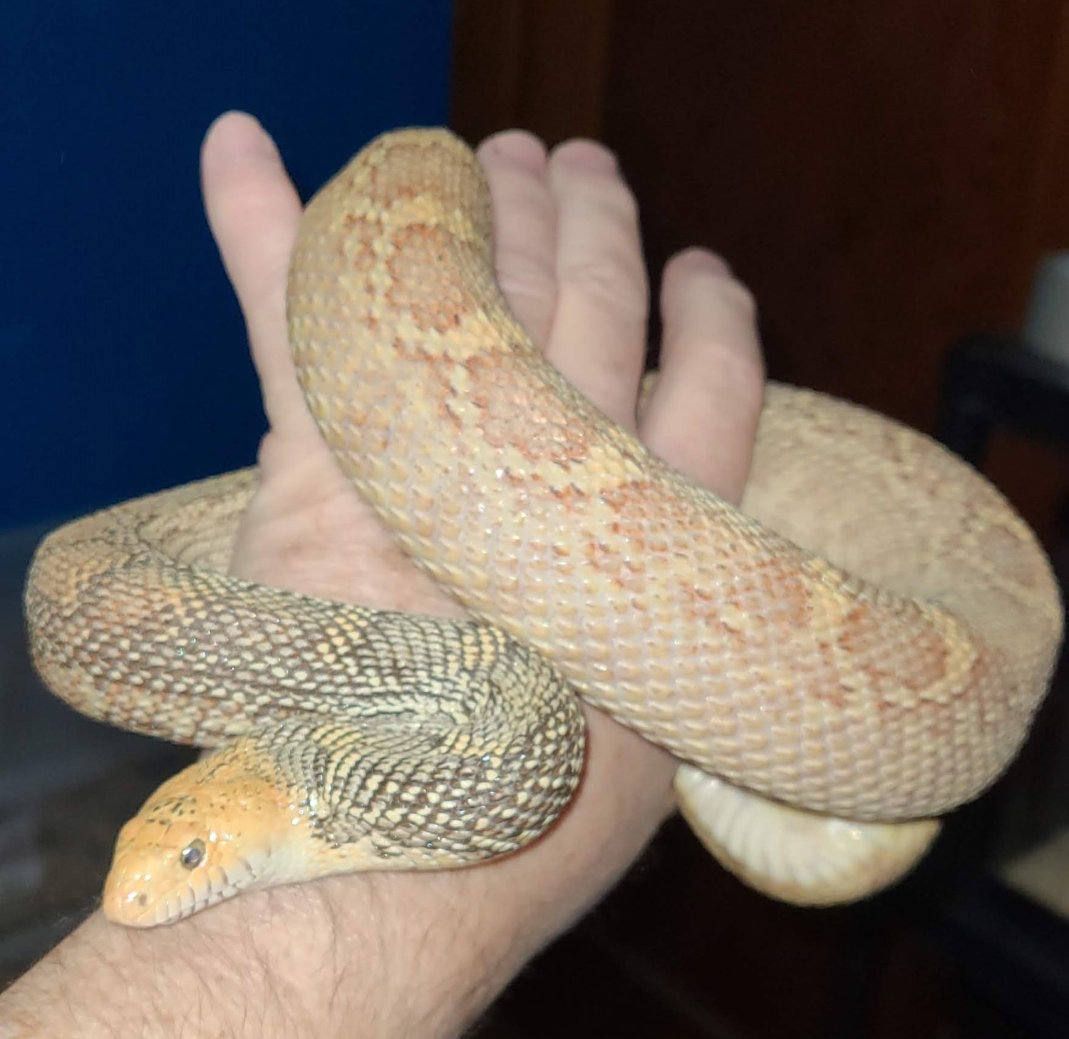 Whiteside Het Trumbower Hypo, Het Ballum Axanthic Bullsnake by Wis ...