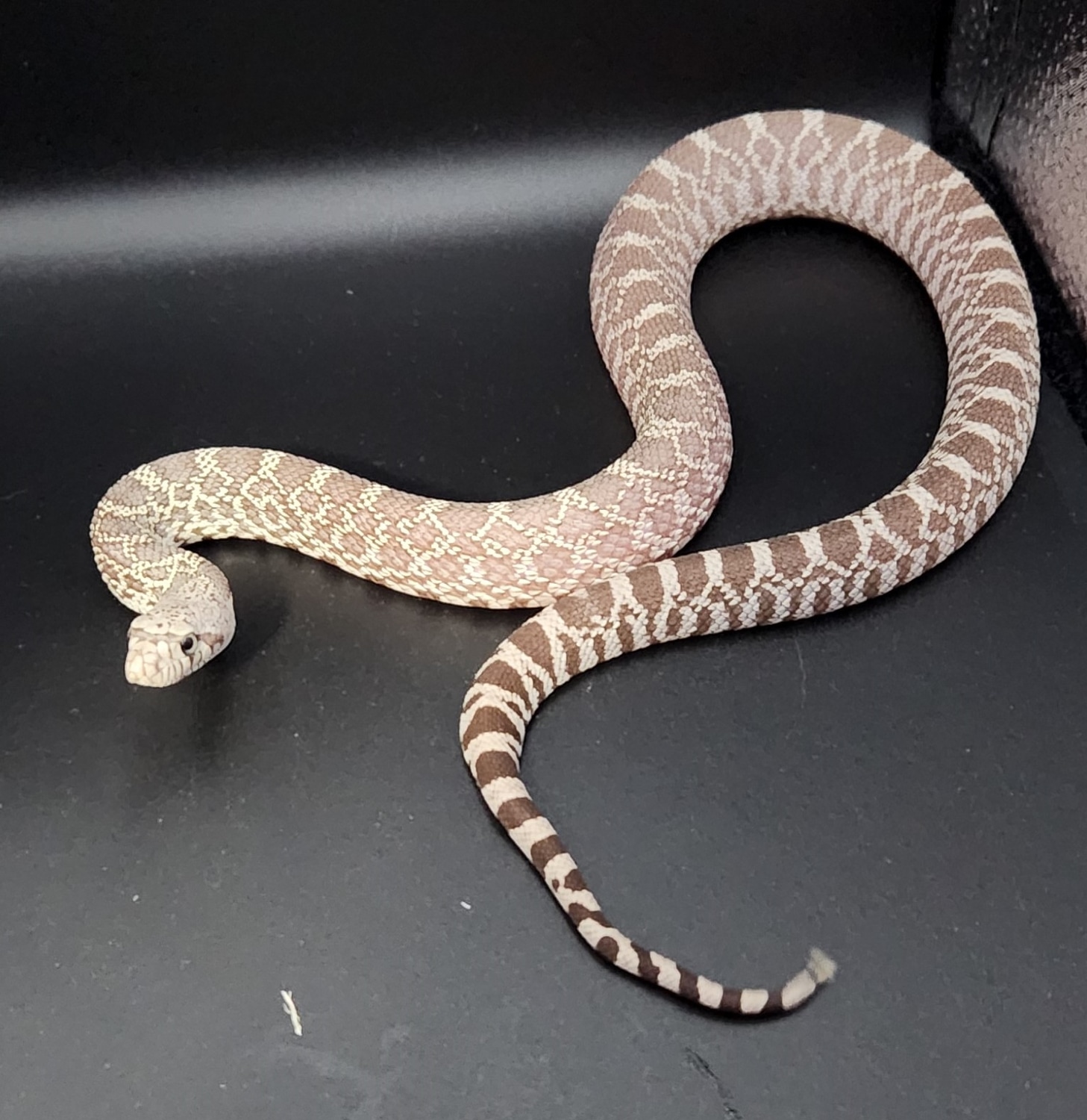 Ghost (Trumbower/Ballum) Bullsnake by Wis Rapids Bulls - MorphMarket