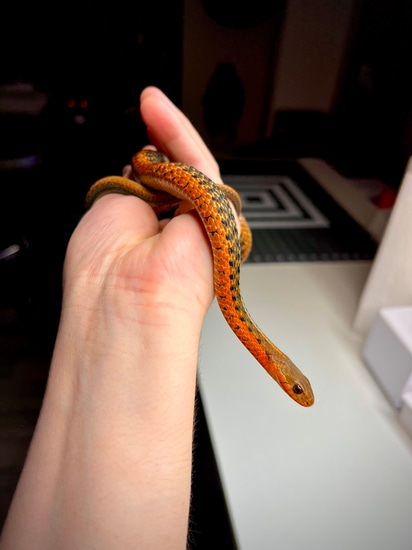 Eastern Erythristic Flame Garter Snake by All Bite Snakes