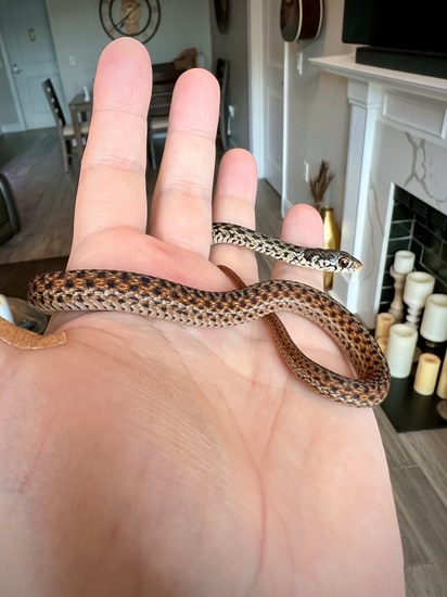 Apalachicola Erythristic Eastern Garter Snake by All Bite Snakes