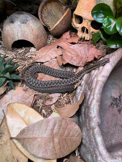 Diamond Pattern Eastern Garter Snake by All Bite Snakes