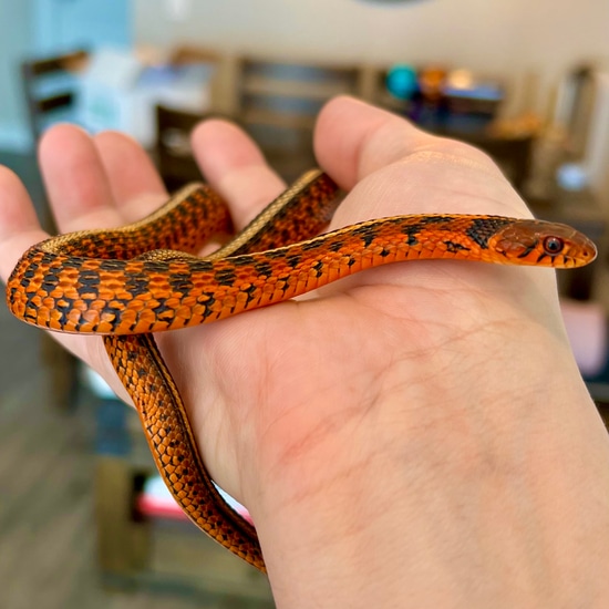 Erythristic Flame Het Albino Eastern Garter Snake by All Bite Snakes