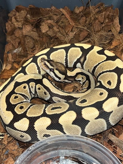 Desert Ghost Het Cryptic Ball Python by Walker Exotic Treasures