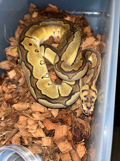 Redstripe Enchi Clown Ball Python by Walker Exotic Treasures