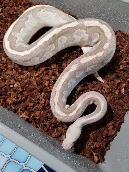 Mojave Vanilla Sulfur Ball Python by Renee's Reptiles LLC
