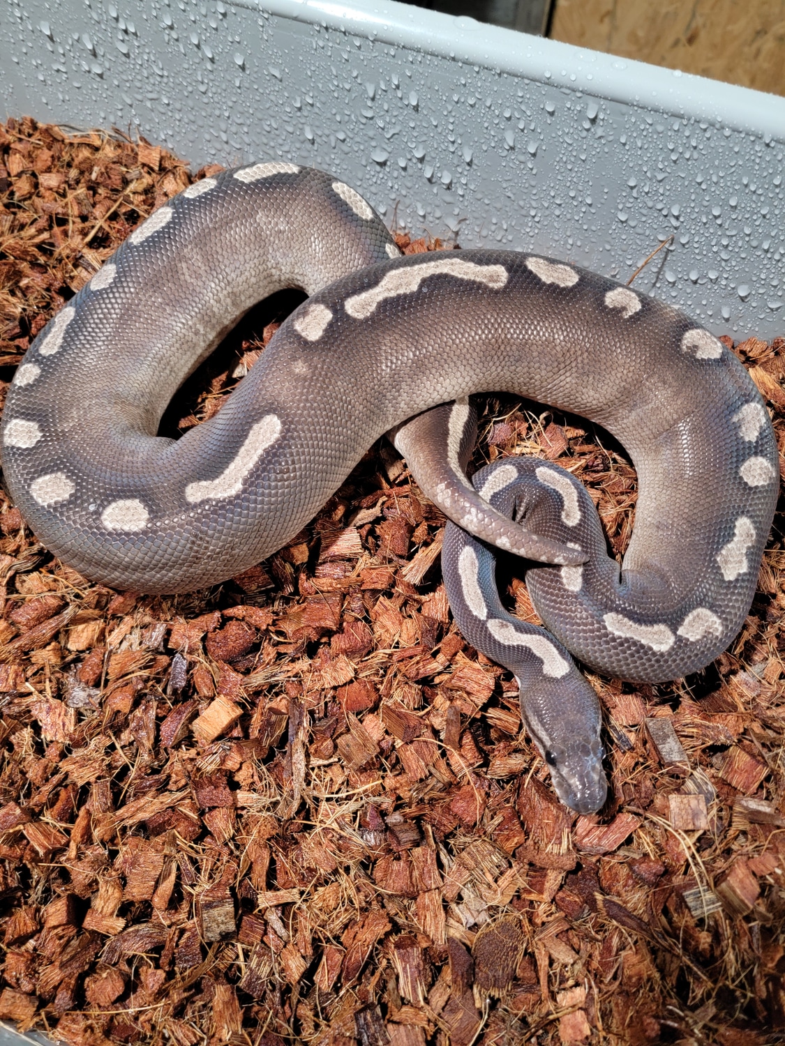 Chocolate GHI Mojave Pos Het Rainbow Hypo Ball Python by Renee's ...