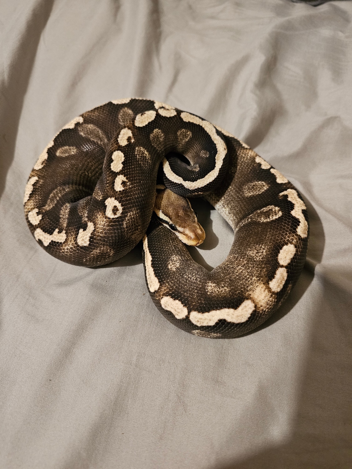 Pastel Chocolate GHI Mojave Dbl Het DG Hypo Ball Python by Renee's ...