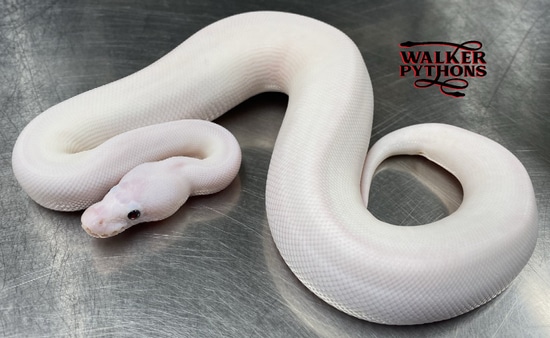 Pure White Lesser Pied Ball Python by Walker Pythons