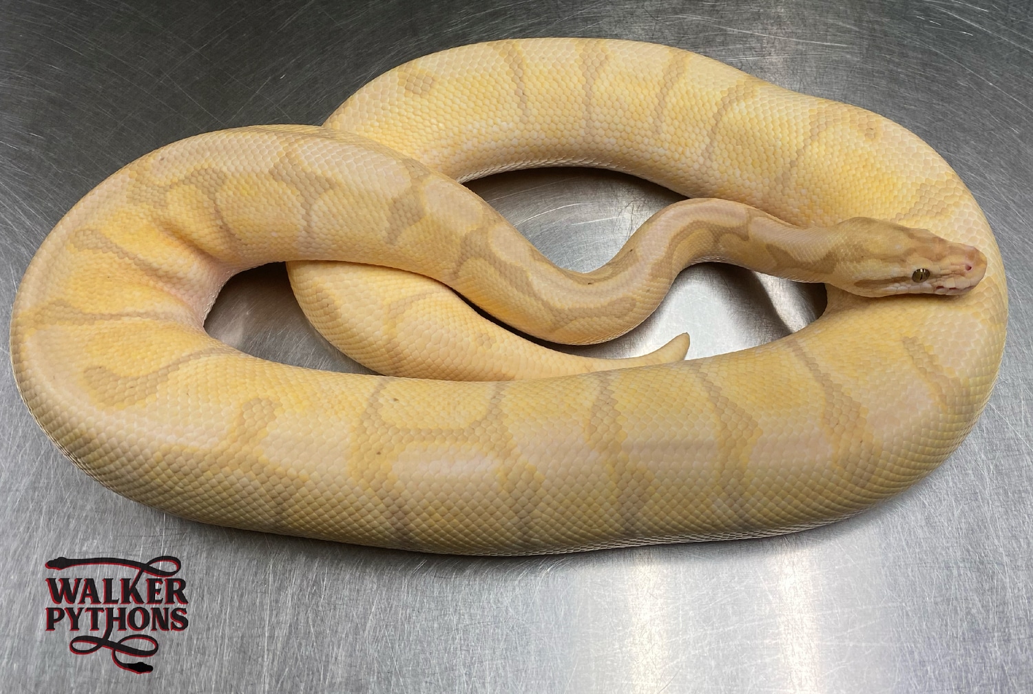 Banana Mojave Enchi Spider Ball Python by Walker Pythons - MorphMarket