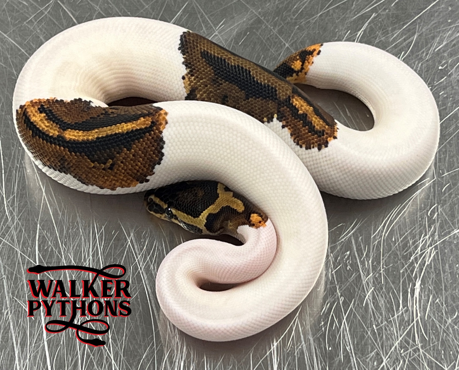 Paradox Yellow Belly Pied Ball Python by Walker Pythons - MorphMarket