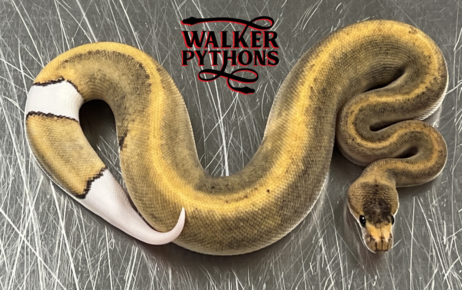 Champ Het Pied Ball Python by Walker Pythons - MorphMarket