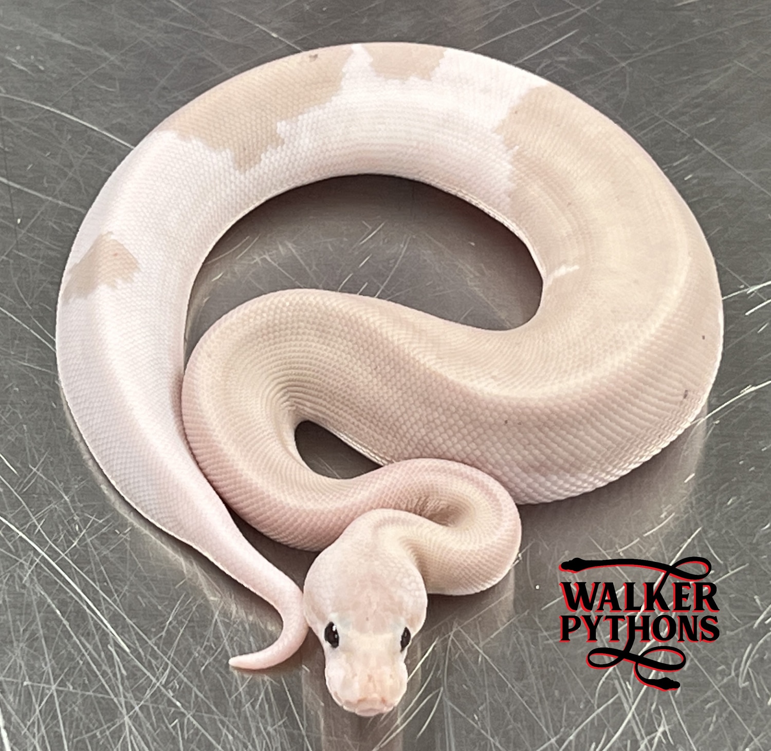 Banana Grey Matter Ball Python by Walker Pythons - MorphMarket