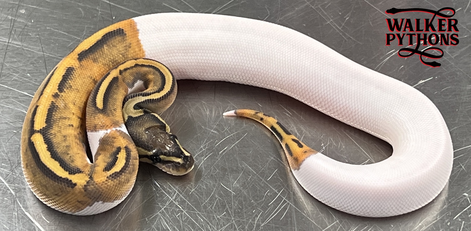 Ghost Pied Ball Python by Walker Pythons - MorphMarket