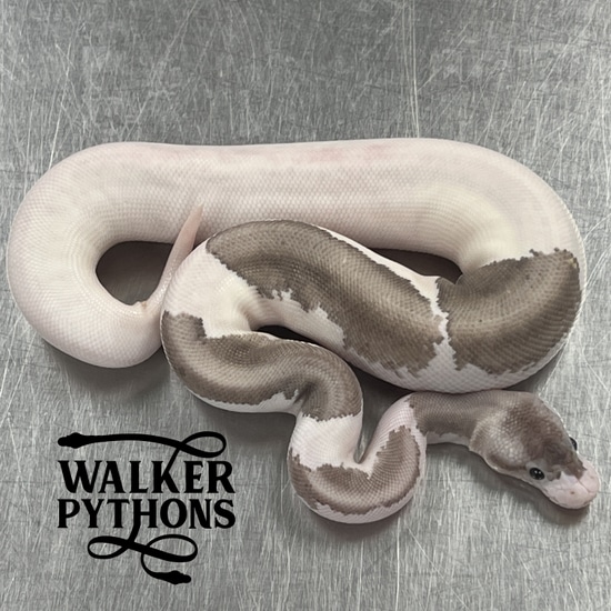 Grey Matter Ball Python by Walker Pythons