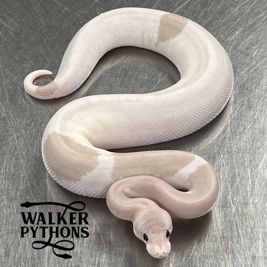Banana Grey Matter Ball Python by Walker Pythons