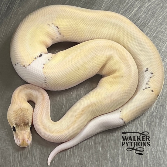 Pastel Champagne Het Pied (Tiny Kink) Ball Python by Walker Pythons