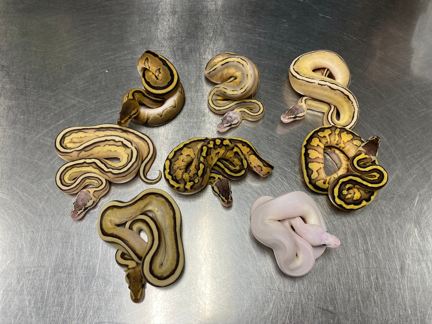 Ball Python Clutch: 20-07-06 by Walker Pythons - MorphMarket