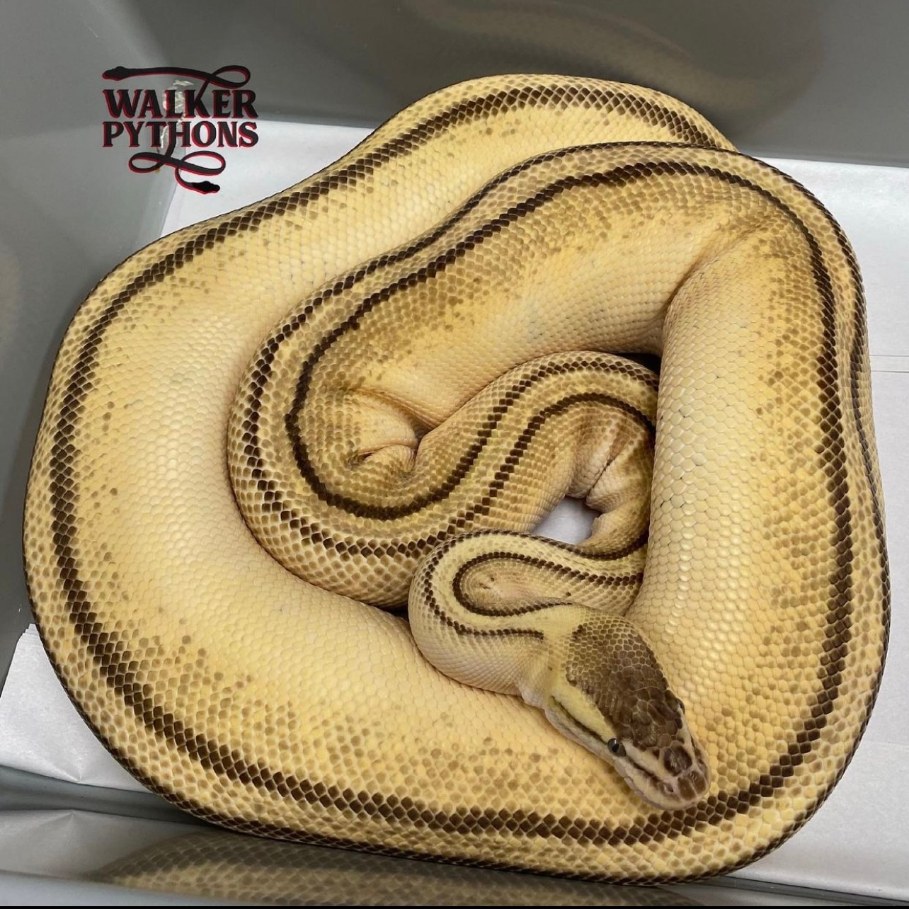 Proven Gstripe YB Butter Pastel Ball Python by Walker Pythons - MorphMarket