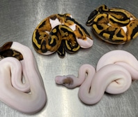 Pure White Lesser Pied Ball Python by Walker Pythons - MorphMarket