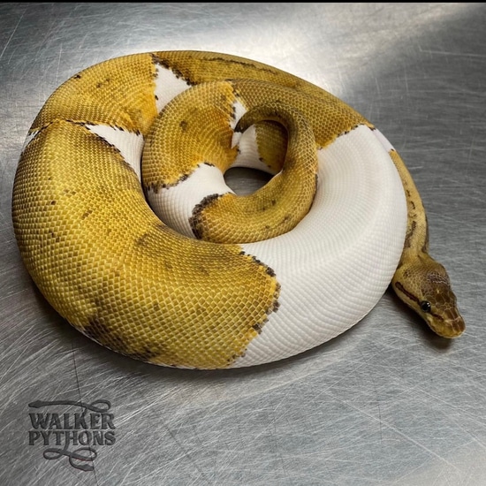 Pinstripe Pied Ball Python by Walker Pythons