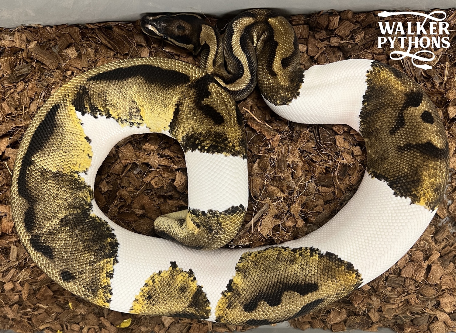 Scaless Head Pied Ball Python by Walker Pythons - MorphMarket