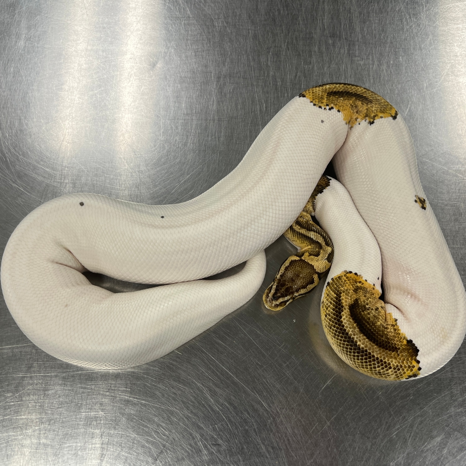 Super Pastel Pied Ball Python by Walker Pythons - MorphMarket