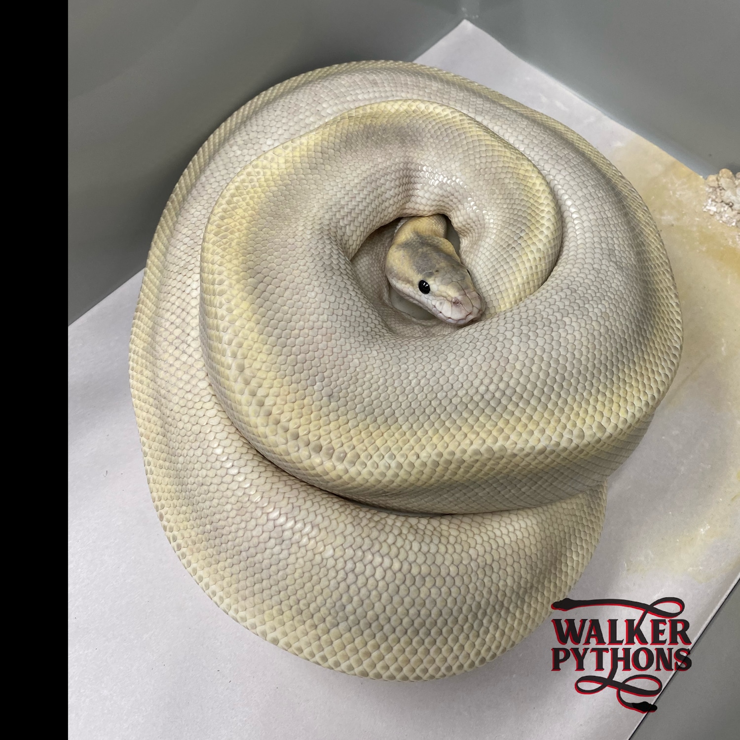 Ghost Mojave Champagne Ball Python by Walker Pythons - MorphMarket