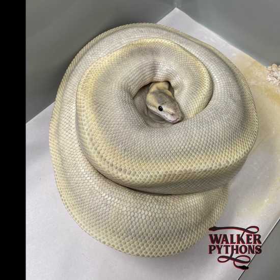 Ghost Mojave Champagne Ball Python by Walker Pythons