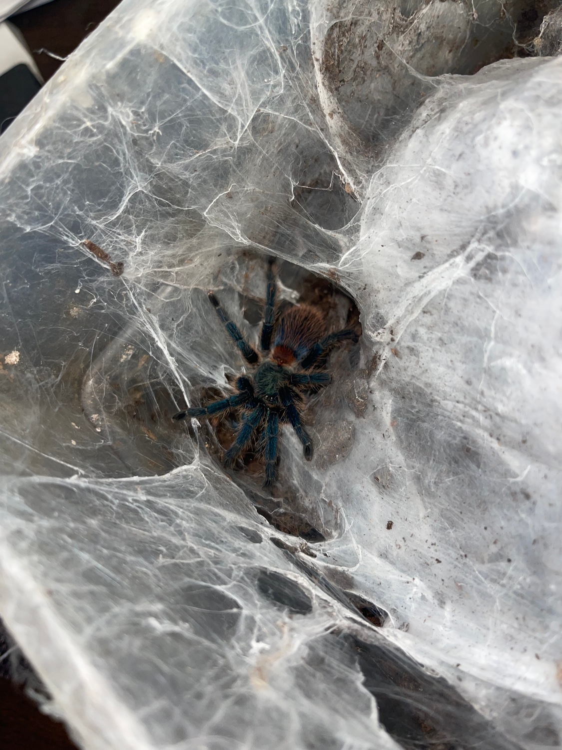 Brazilian Blue Dwarf Beauty 3.5” Tarantula by Exotic but Easy - MorphMarket