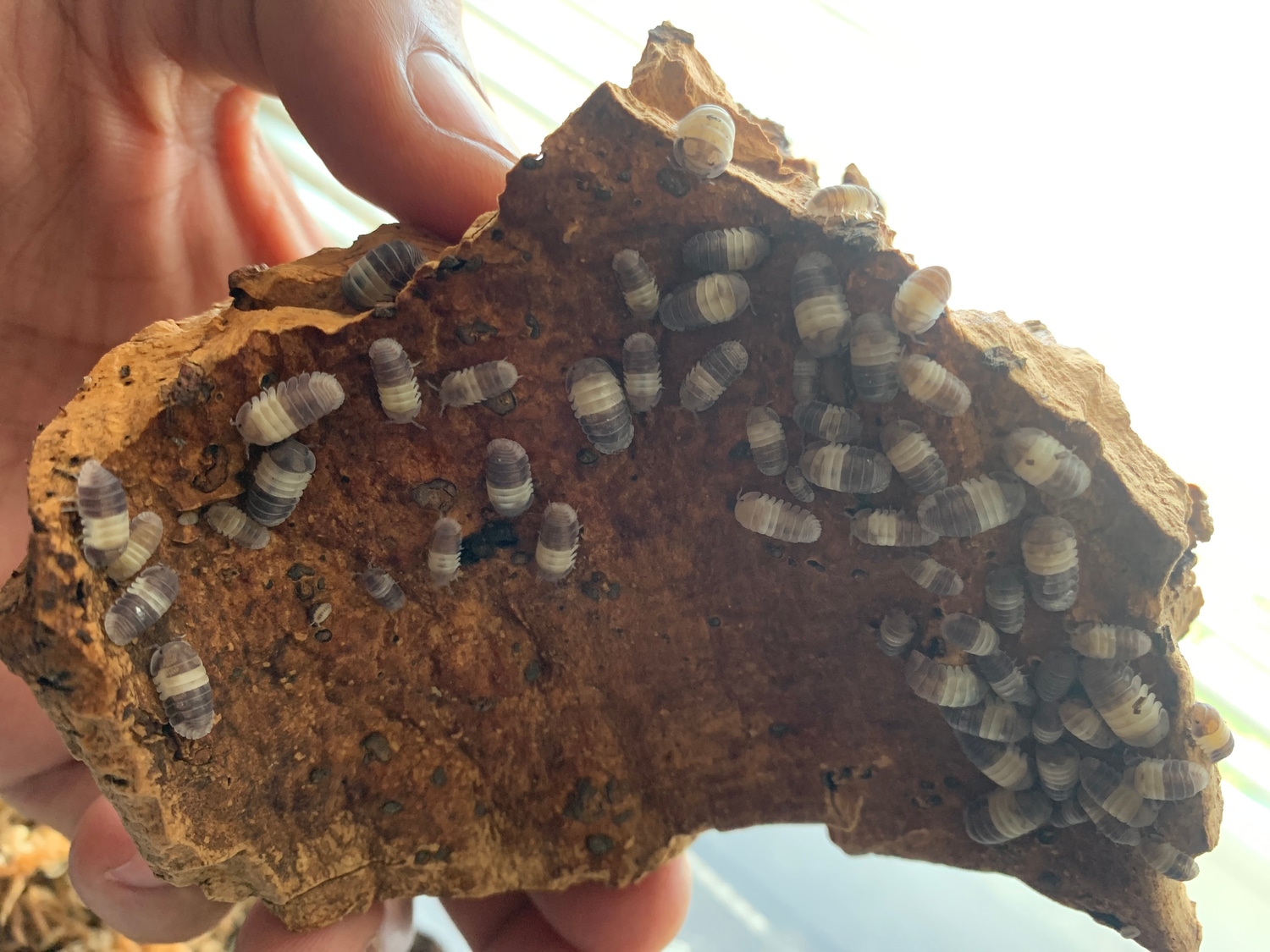 200 Ct Panda Kings Isopod by Exotic but Easy - MorphMarket