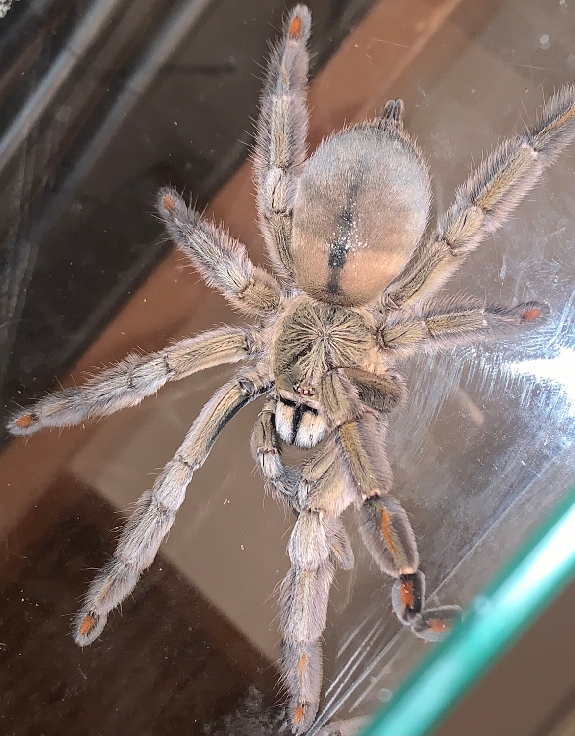 Female Trinidad Chevron 6” Tarantula by Exotic but Easy - MorphMarket