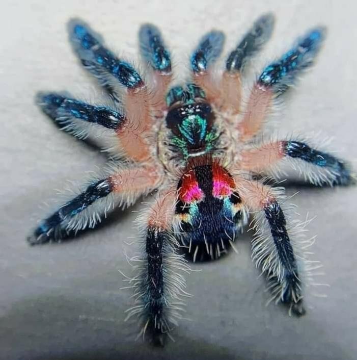Typhochlaena Seladonia Brazilian Jewel Tarantula by Small Garden ...