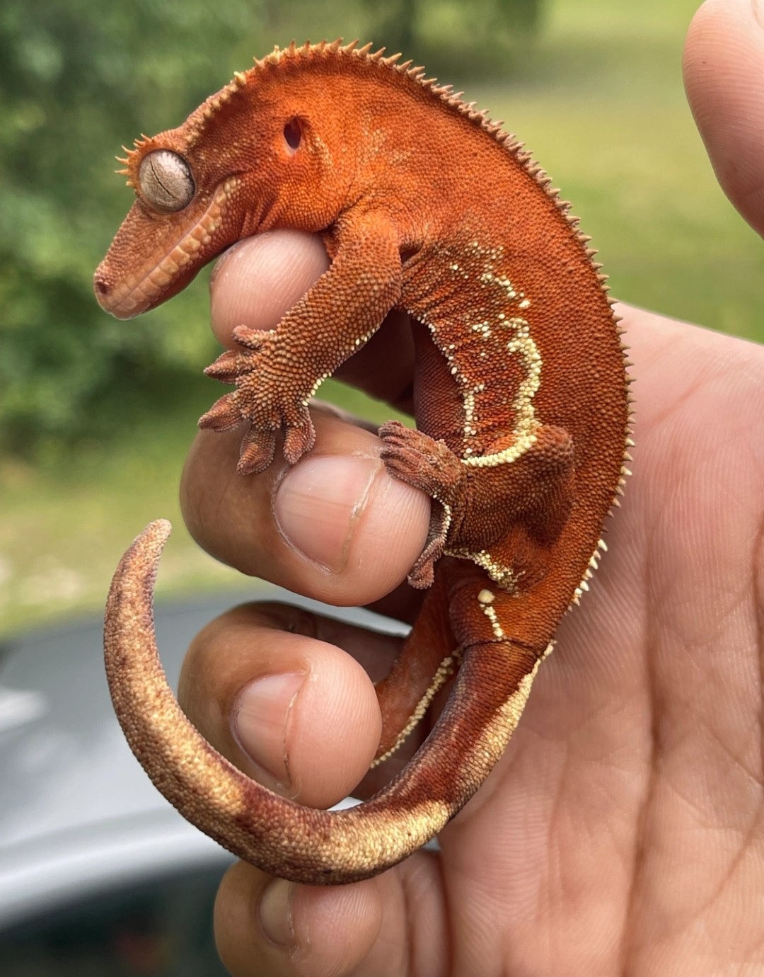 RTB Deep Red Phantom Crested Gecko by Small Garden - MorphMarket