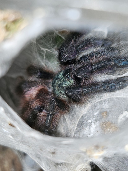 Versicolor Tarantula by Small Garden