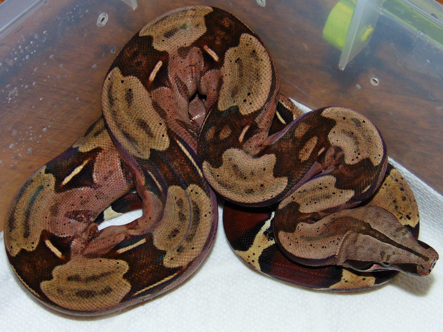 Suriname BCC True Red-Tailed Boa Constrictor by Wallflower ...