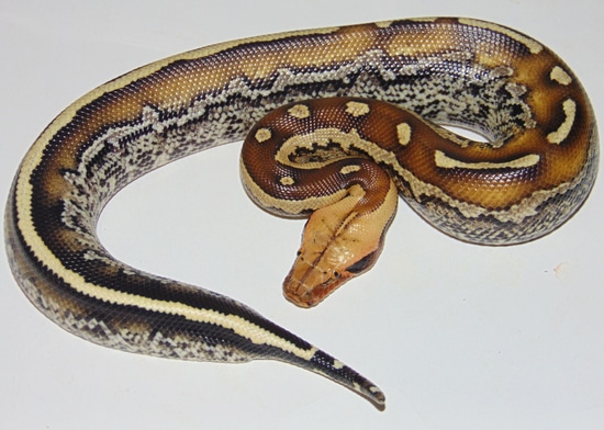 Granite Borneo Short-Tailed Python by Wallflower Herpetoculture