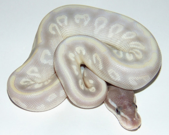 Mystic Potion Ball Python by Wallflower Herpetoculture - MorphMarket