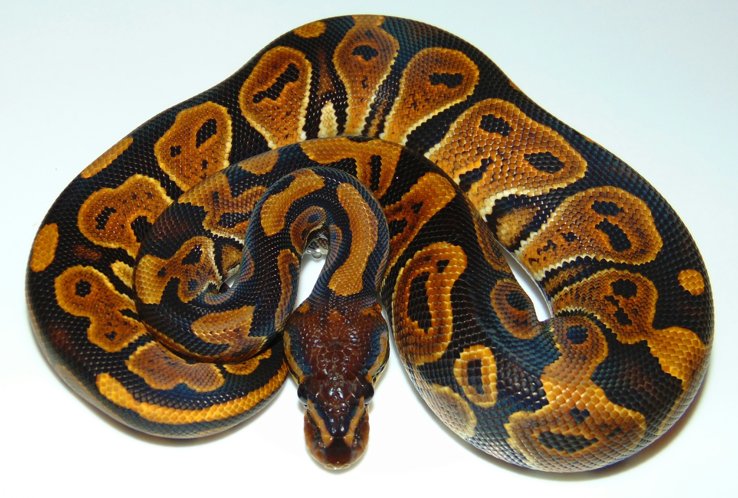 Huffman Ball Python by Wallflower Herpetoculture - MorphMarket