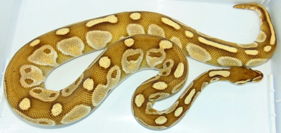 Lesser Huffman Enchi Ball Python by Wallflower Herpetoculture