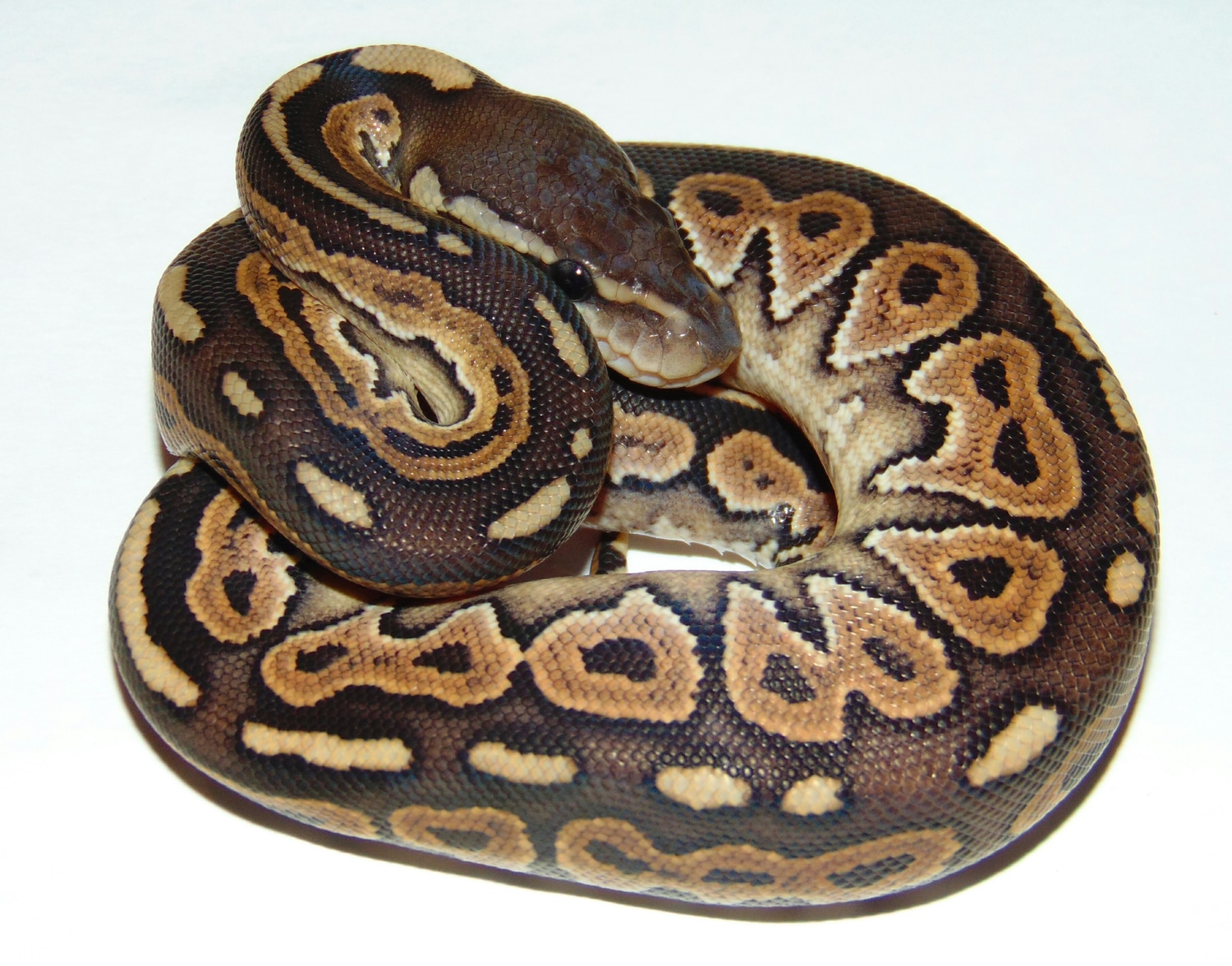 Cinnamon Russo Ball Python by Wallflower Herpetoculture - MorphMarket