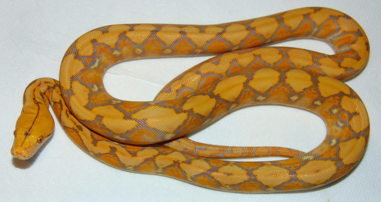 Purple Albino PH Anery SD/Dwarf Reticulated Python by Wallflower ...