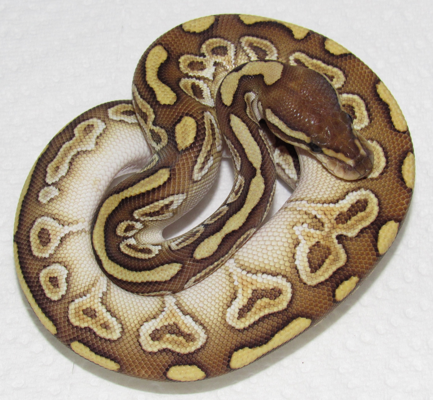 Lesser Huffman Het Clown Ball Python by Wallflower Herpetoculture ...