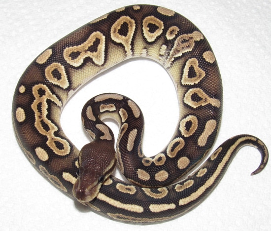 Cinnamon Mystic Ball Python by Wallflower Herpetoculture