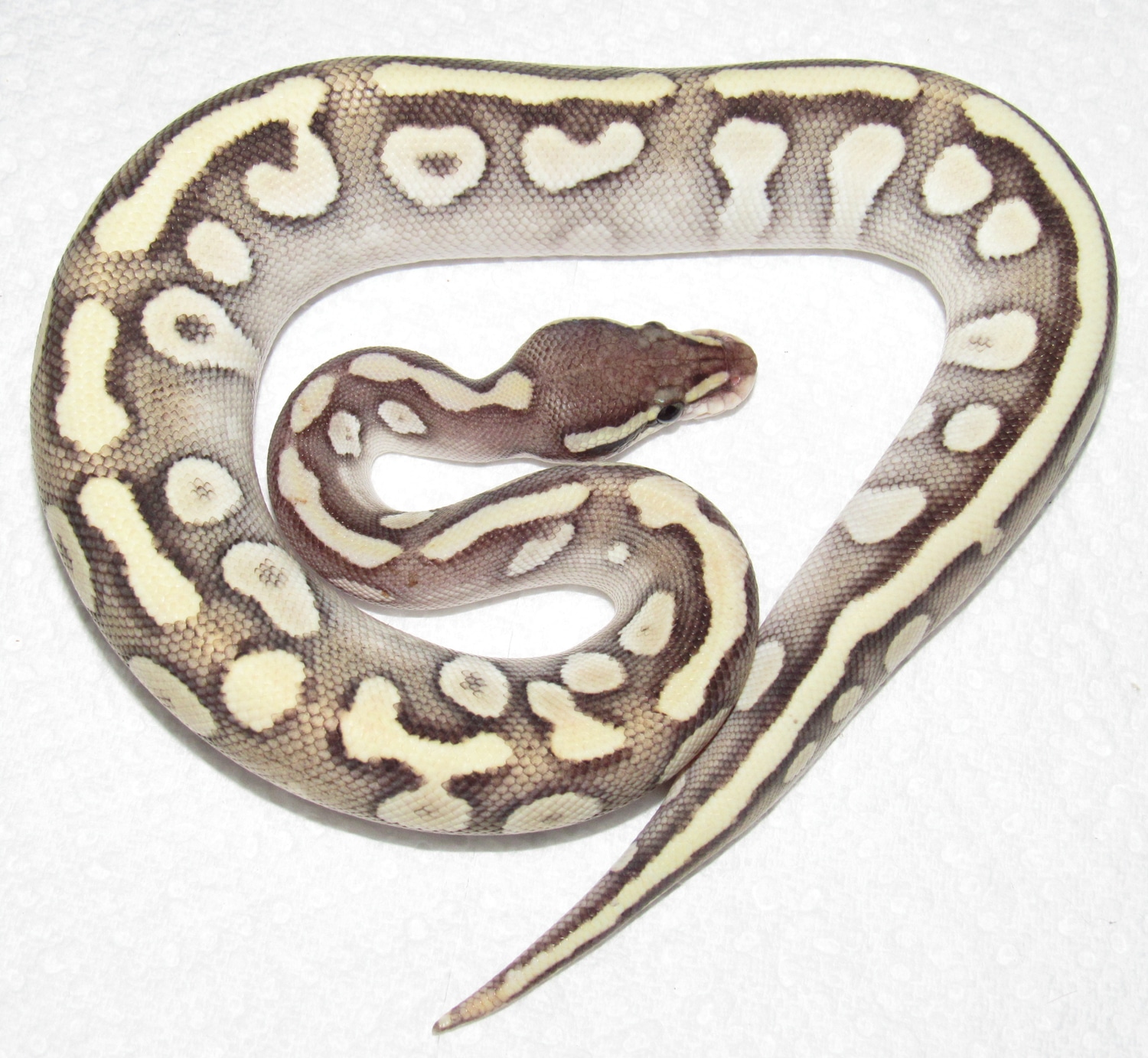 Enchi Super Mystic Ball Python by Wallflower Herpetoculture - MorphMarket